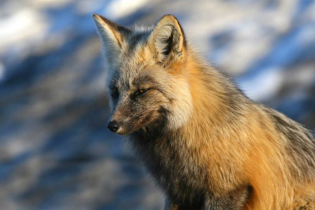 Mythological Foxes - HubPages