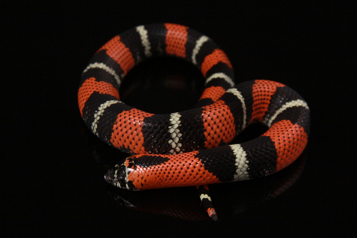 Beautiful Snakes - HubPages