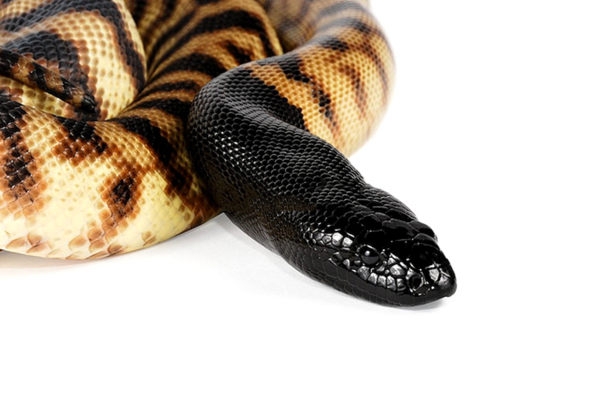 Beautiful Snakes - HubPages