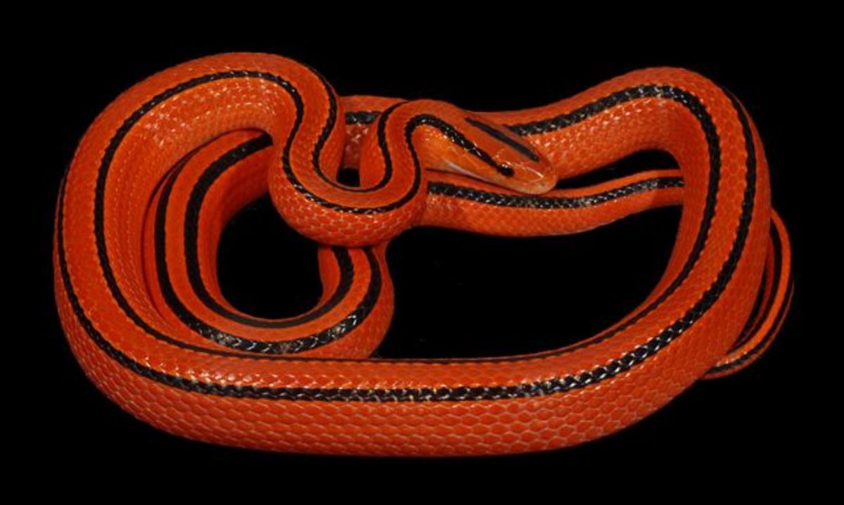 Beautiful Snakes - HubPages