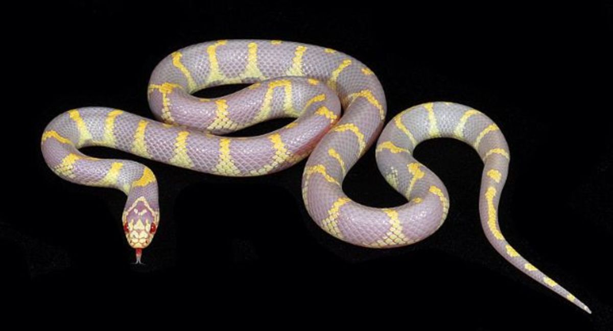 Beautiful Snakes - HubPages