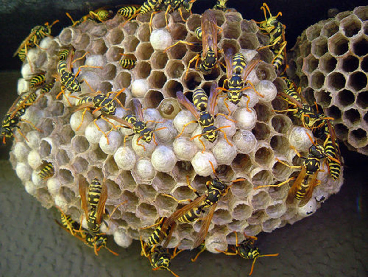 Red Wasps and Yellow Jackets - HubPages