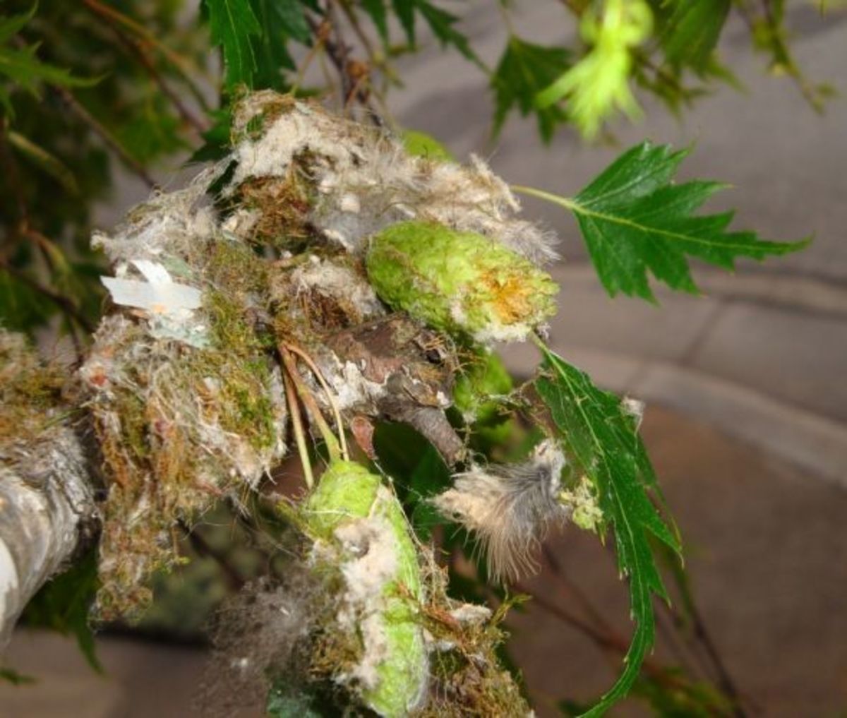 Cutleaf Weeping Birch Trees - HubPages