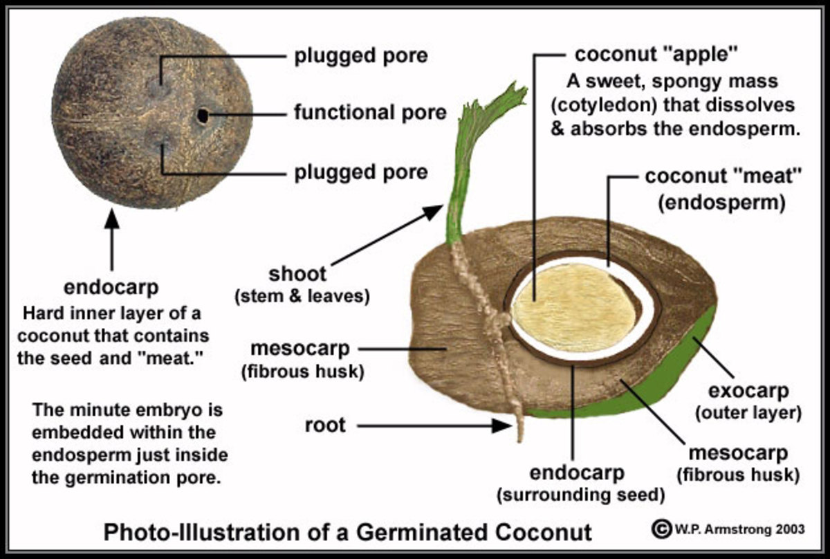 Facts About The Coconut Tree Description And Uses HubPages