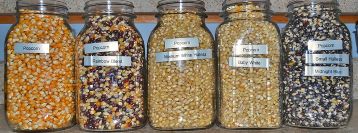 How and Why Does Popcorn Pops? Science & Structure of Popcorn Kernels ...