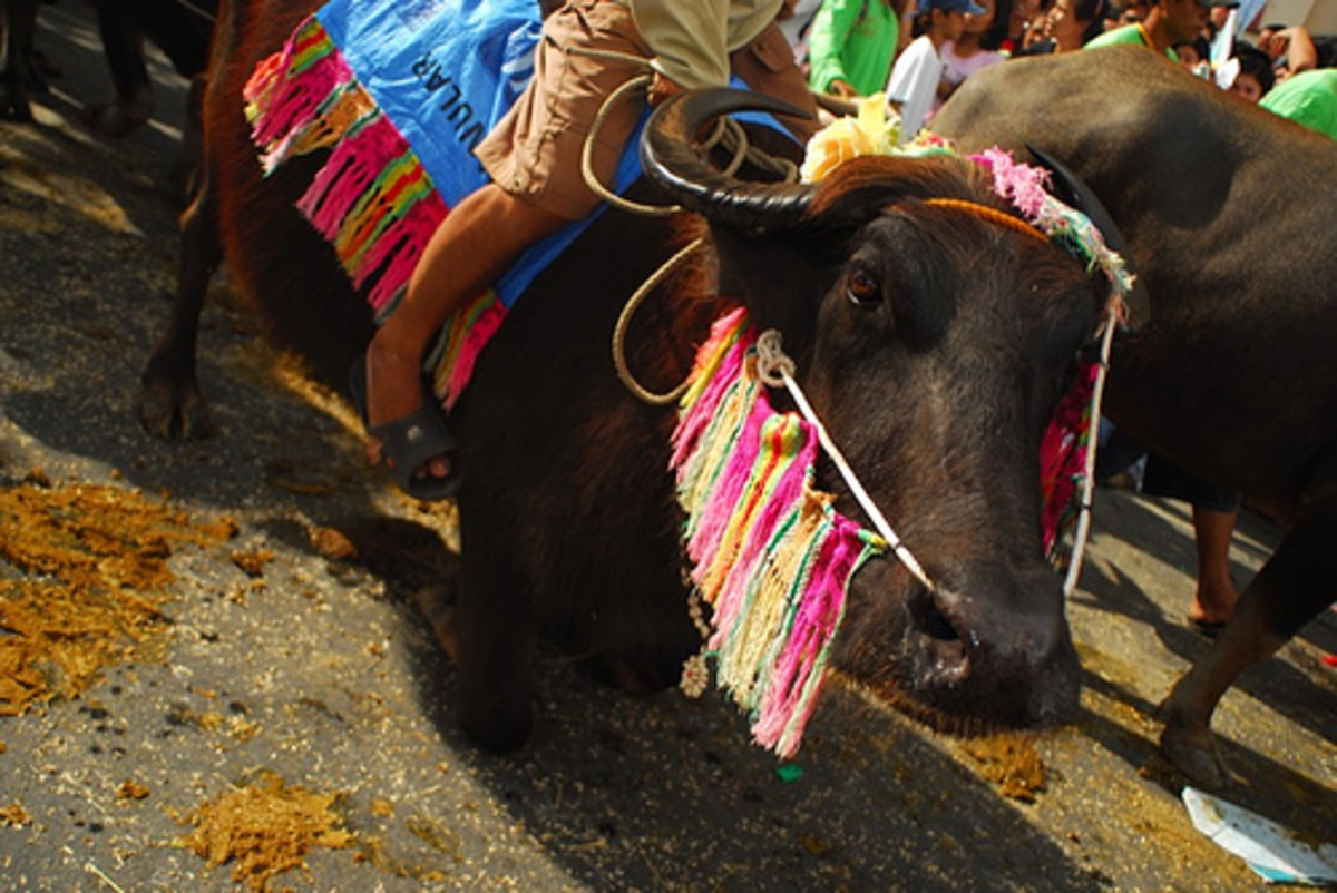 The Carabao From The Beast Of Burden In Fields To The Beauteous Beast