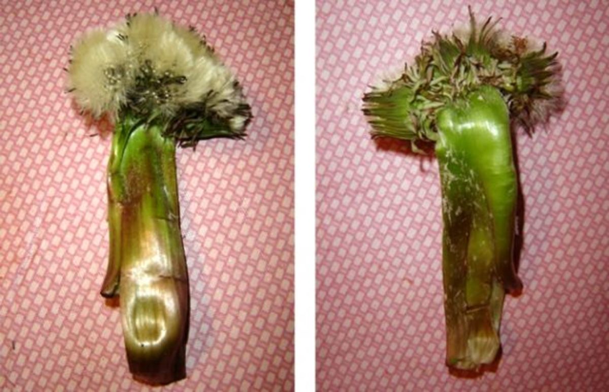 My Mutant Dandelions - HubPages