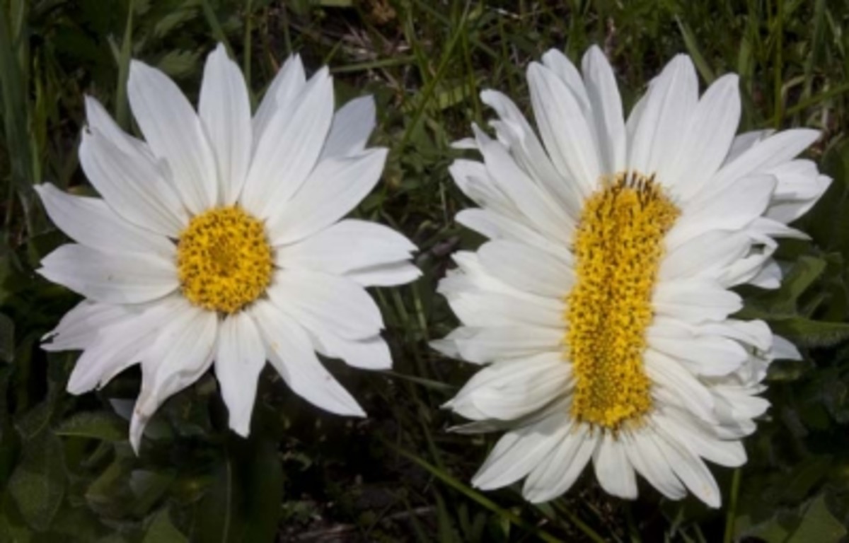My Mutant Dandelions - HubPages