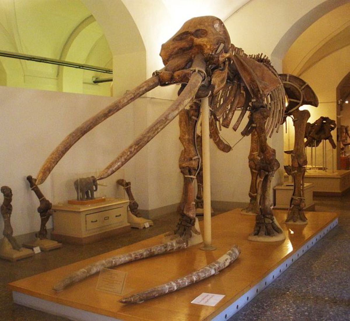 The Asian Megafauna - HubPages