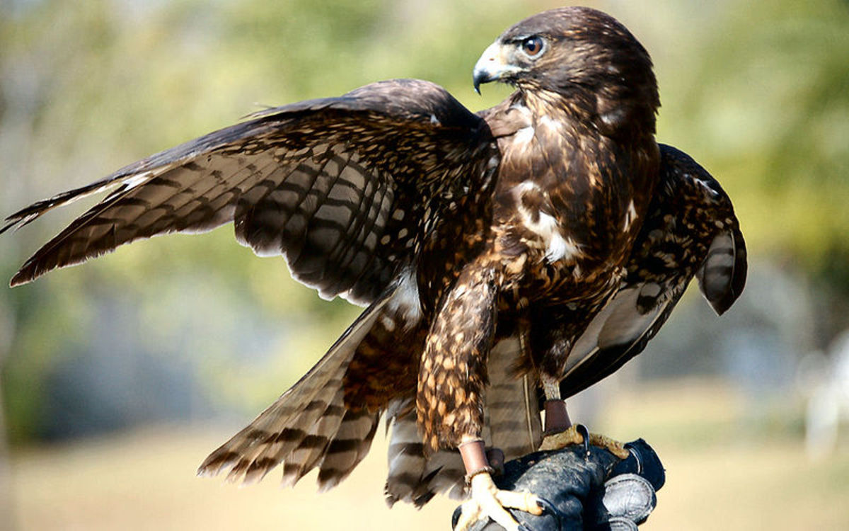 Hawks And Buzzards Of The Florida Everglades - HubPages
