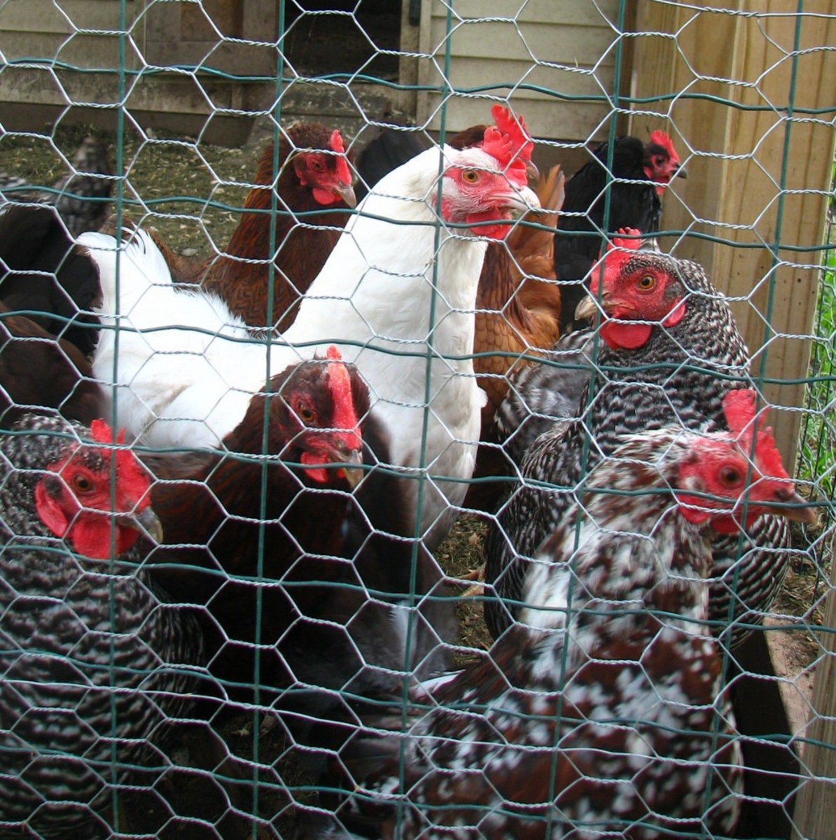 Chicken Dinnerware - Hen Or Rooster Kitchen Accessories - HubPages