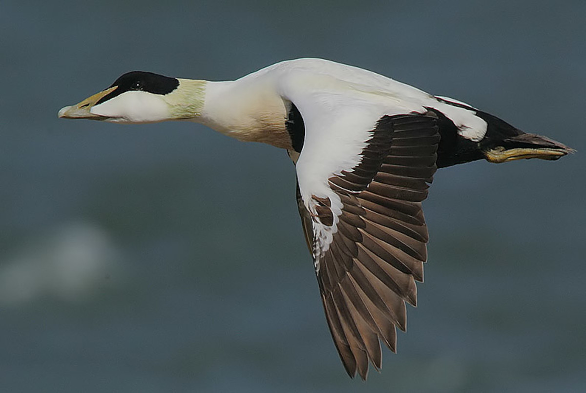 The Complete Guide to British Birds: Diving Ducks - HubPages