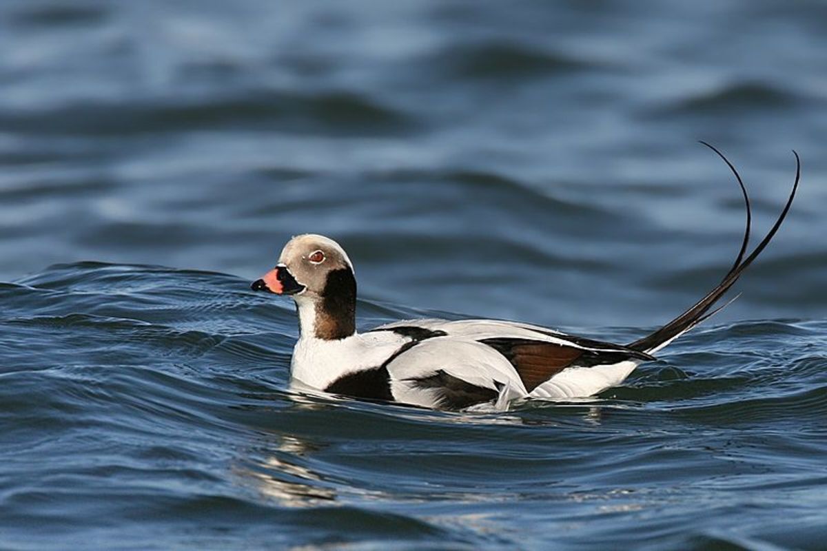 The Complete Guide to British Birds: Diving Ducks - HubPages