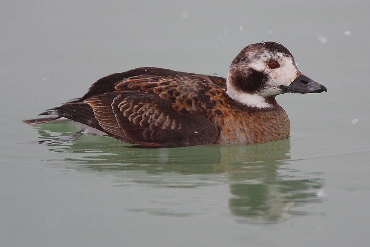 The Complete Guide to British Birds: Diving Ducks - HubPages