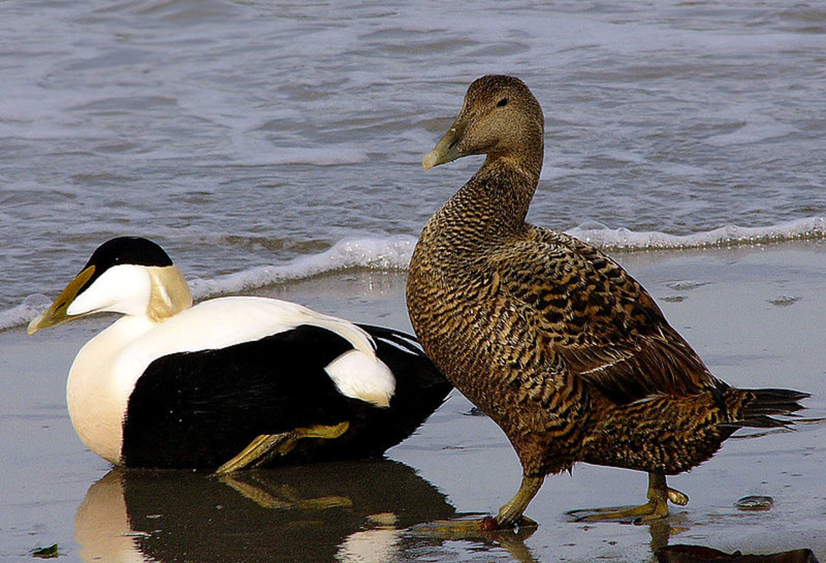 The Complete Guide to British Birds: Diving Ducks - HubPages