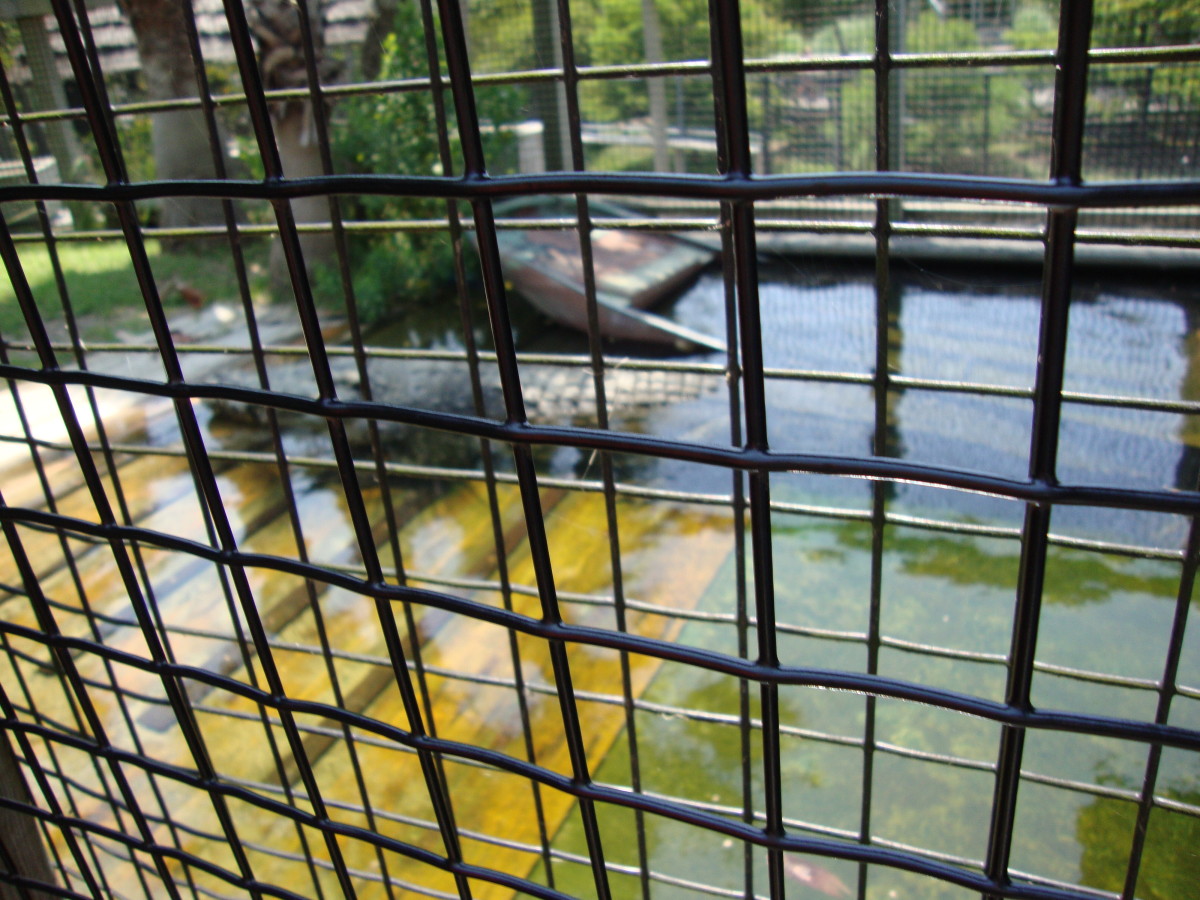 The Largest Crocodile in the World - HubPages