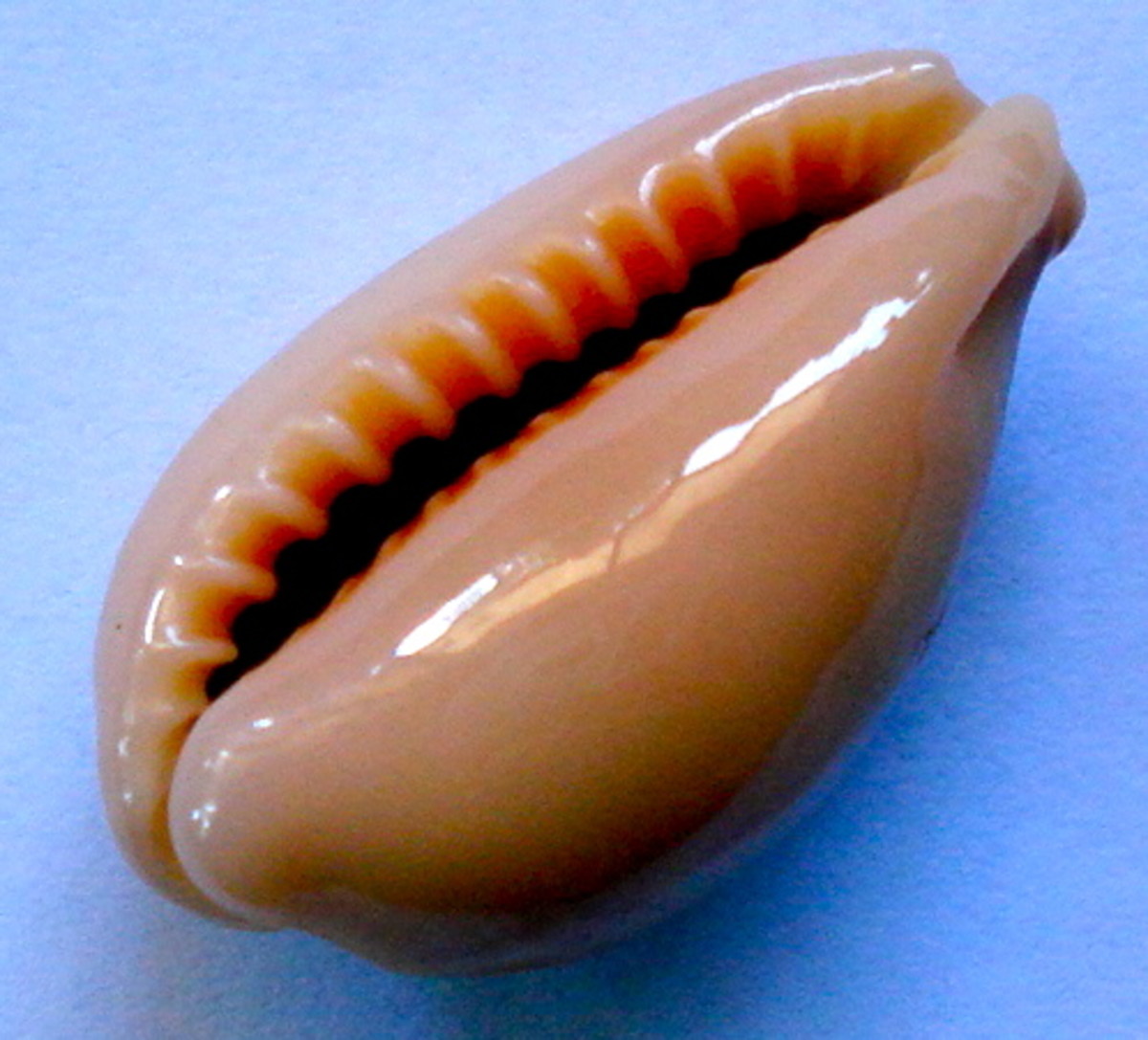 Cowrie Seashells - HubPages