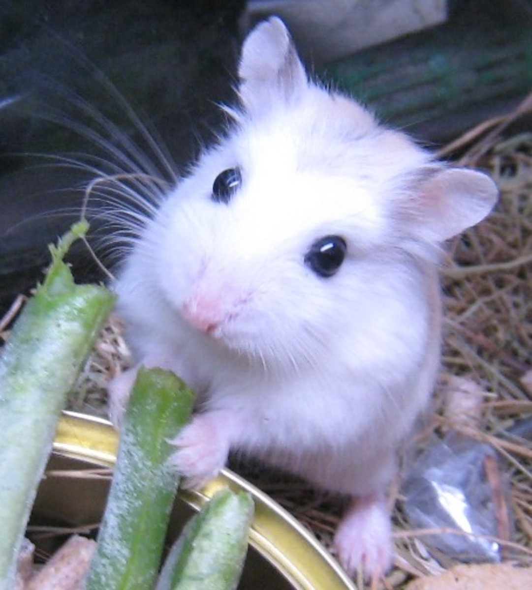 How to Tell When to Separate Aggressive Hamsters - HubPages
