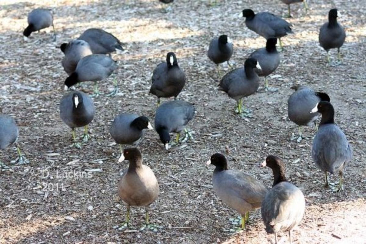 The Interesting and Aggressive American Coot - HubPages