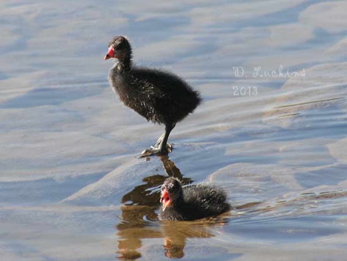 The Interesting and Aggressive American Coot - HubPages