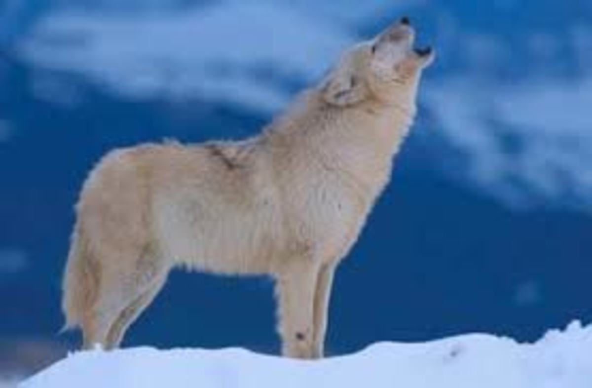White Wolf . - HubPages