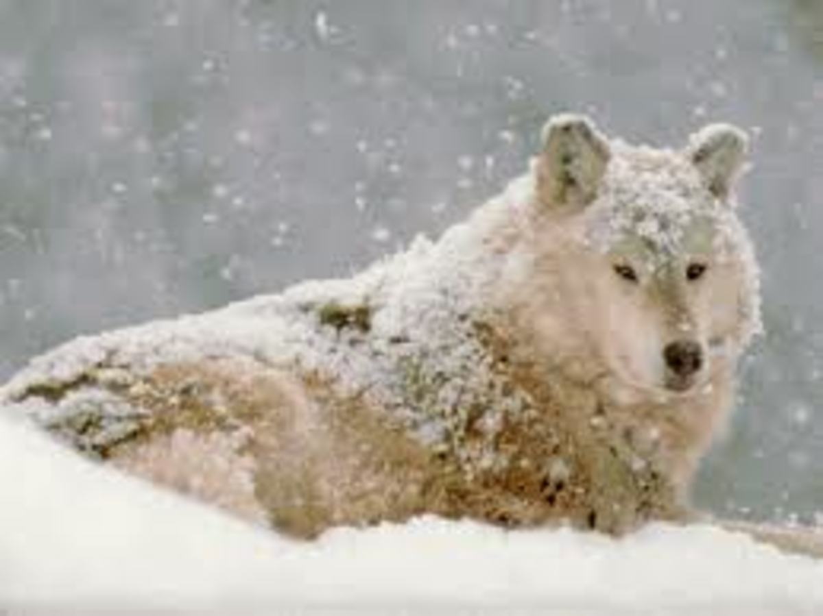 White Wolf . - HubPages