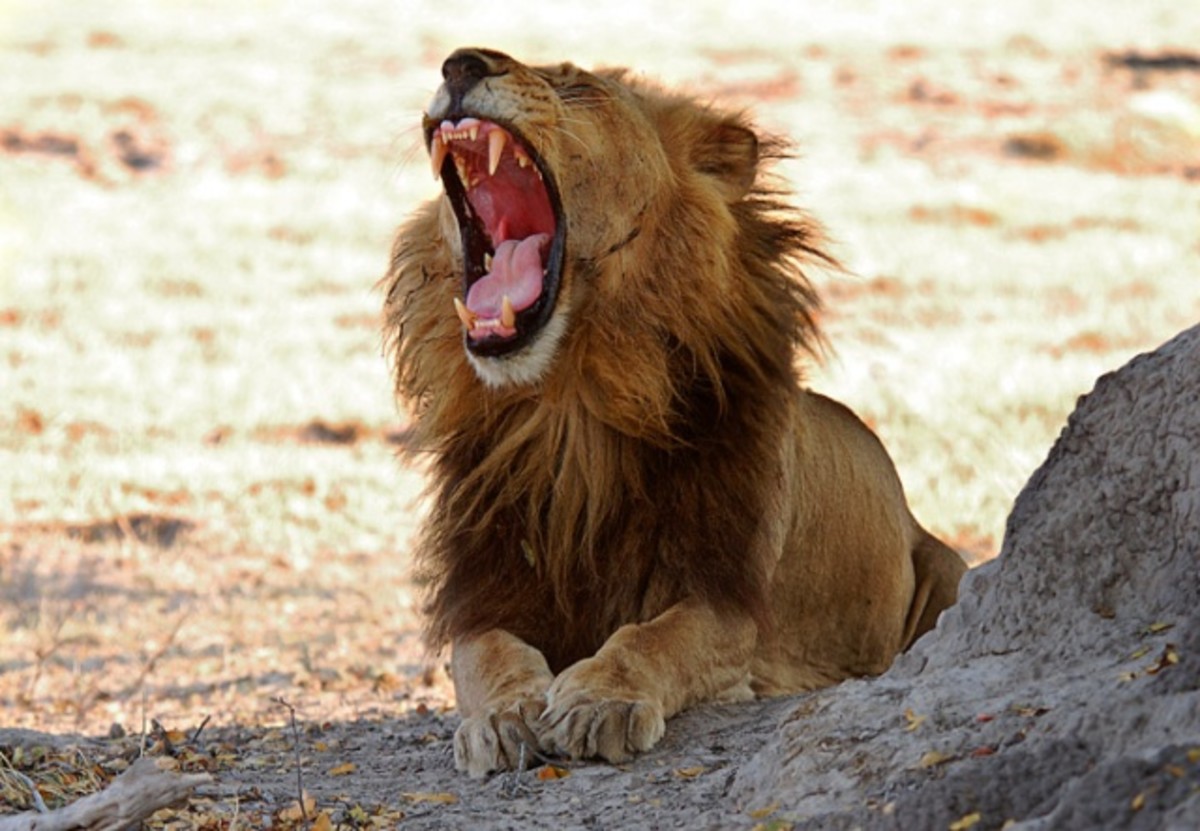 Wild Cats - Facts About the Lion - HubPages