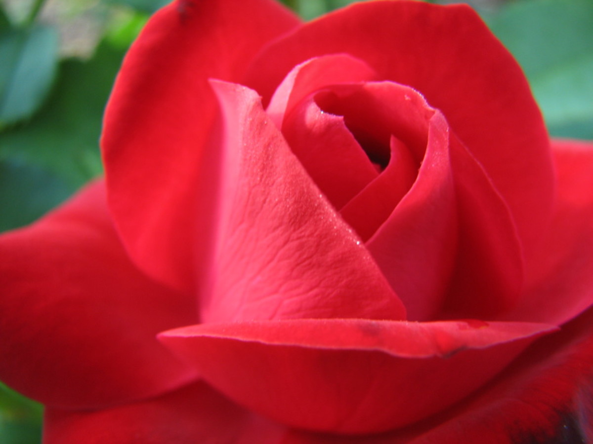 Writing Haiku - Try It Now! - HubPages