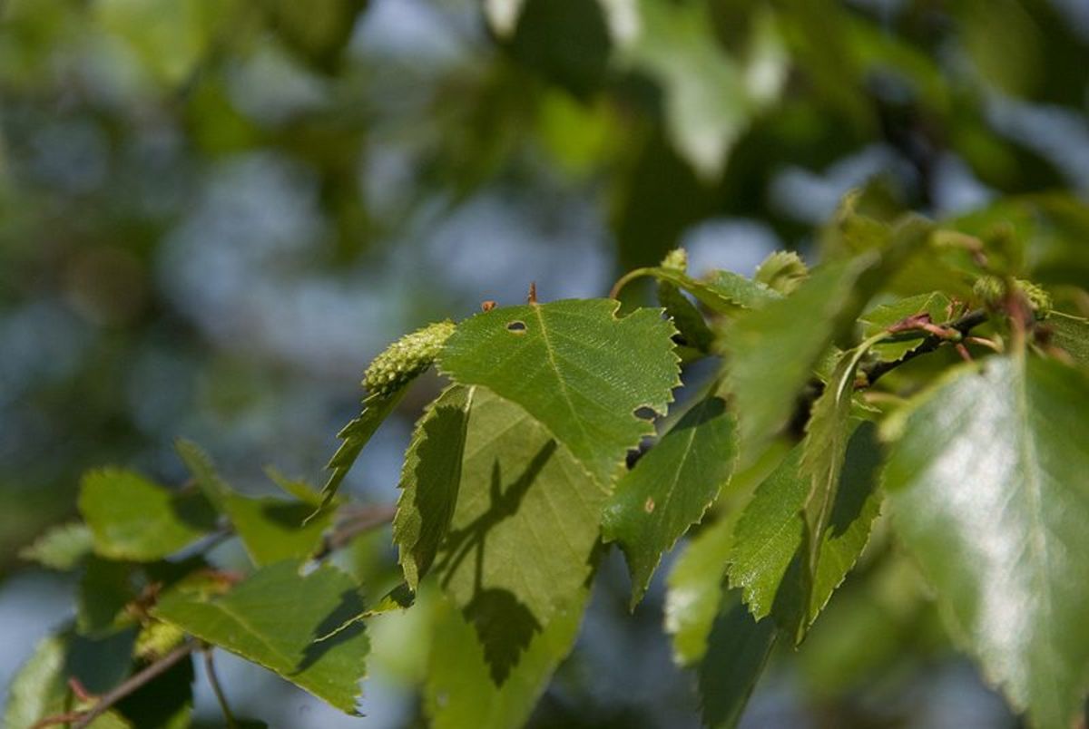 5 Things to See in Connecticut Woodlands - HubPages