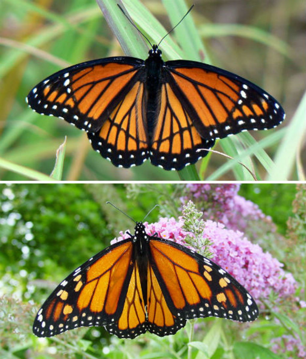 Animals that Hide : The Science of Mimicry and Camouflage - HubPages