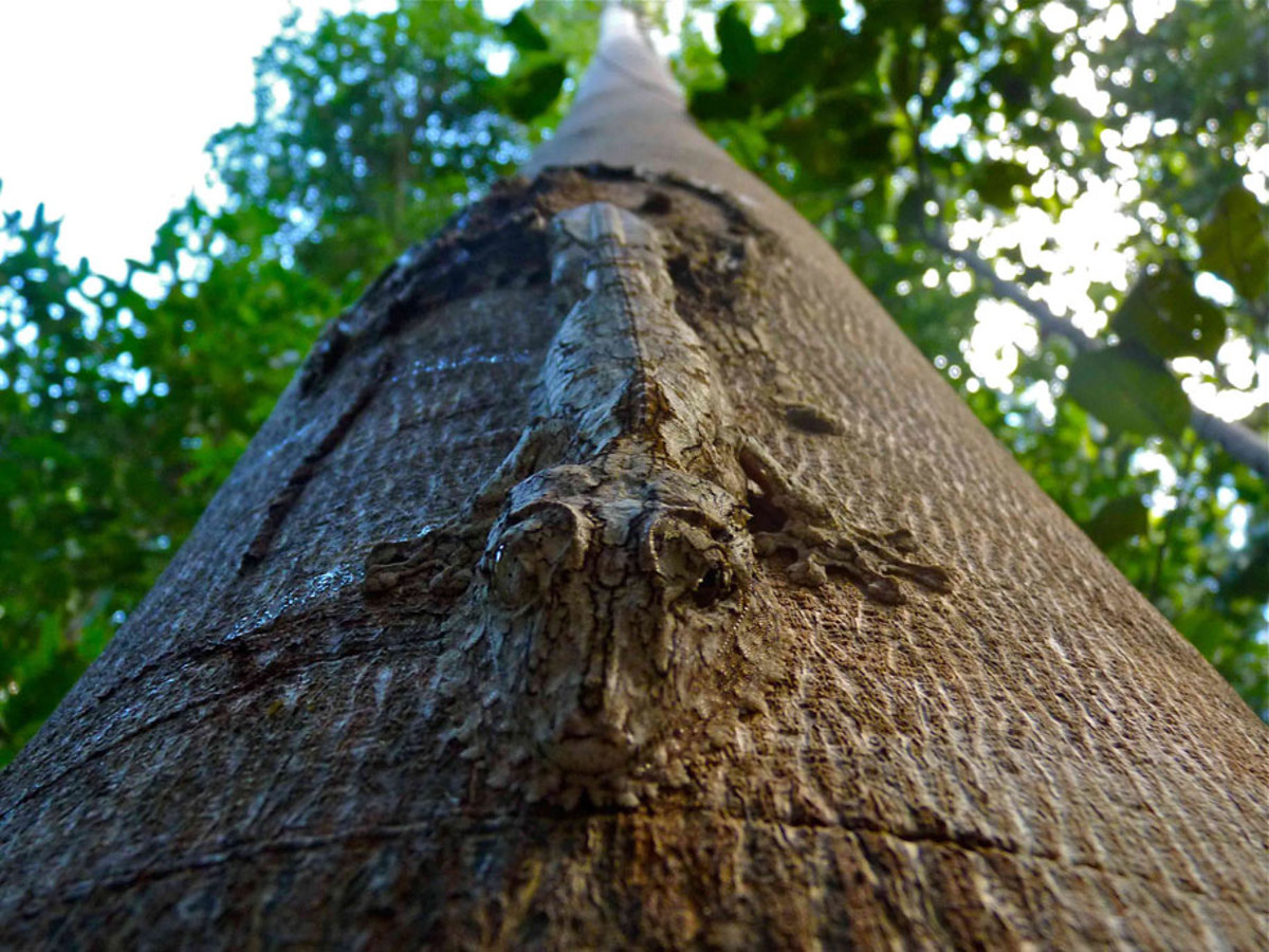 Animals that Hide : The Science of Mimicry and Camouflage - HubPages