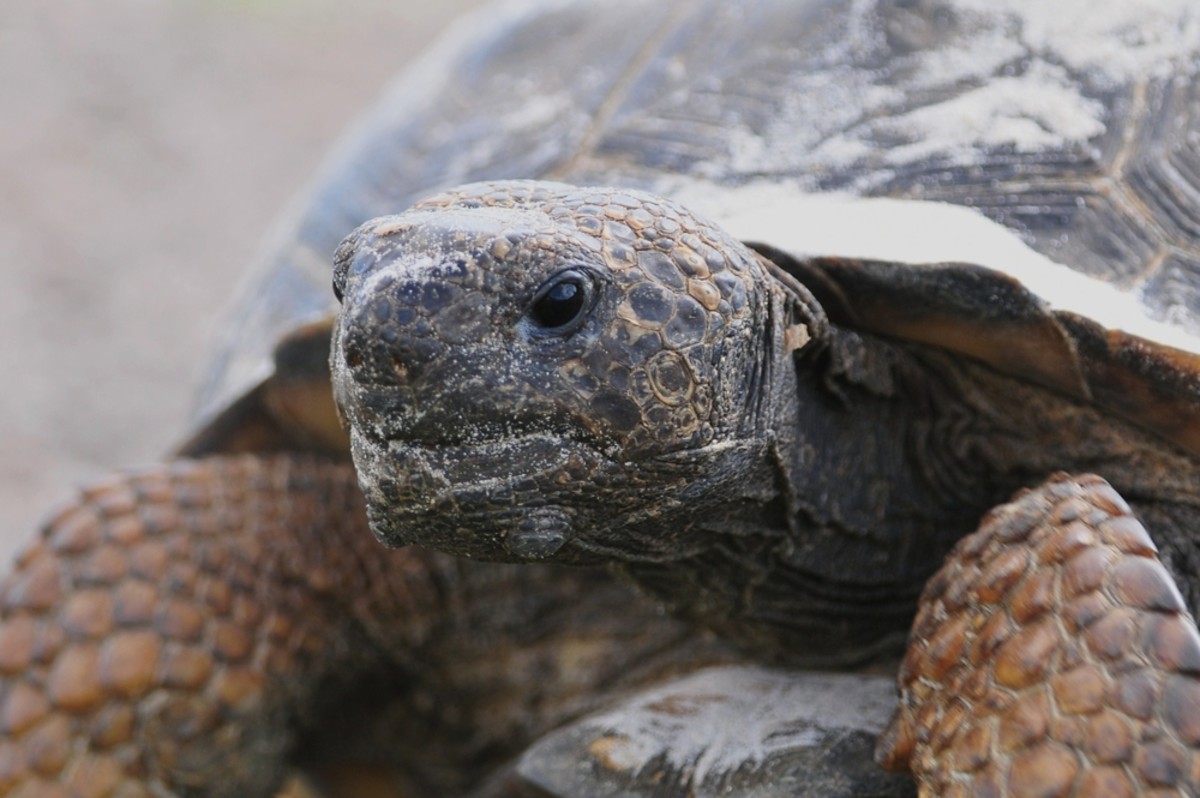 List of Animals That Hibernate in Winter - HubPages