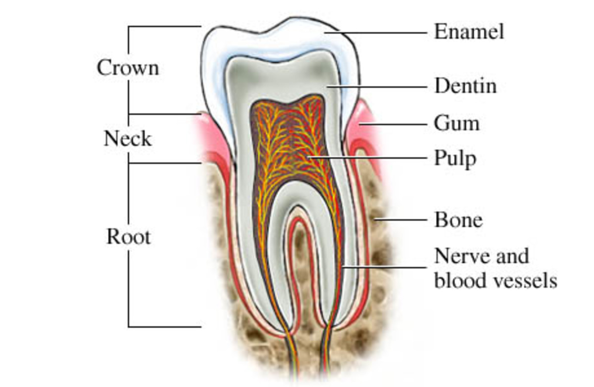 How to Take Care of Your Teeth at Home Without Going to the Dentist ...