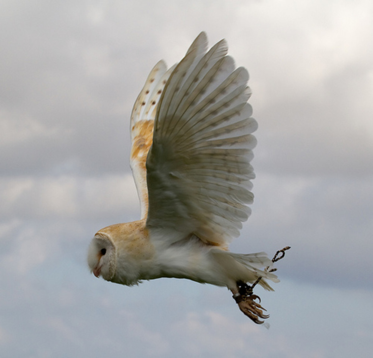 10 Amazing Predatory Birds in Action - HubPages