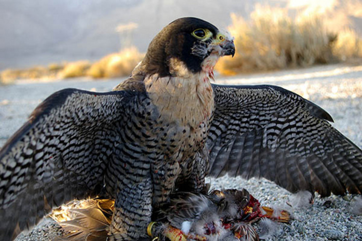 10 Amazing Predatory Birds in Action - HubPages