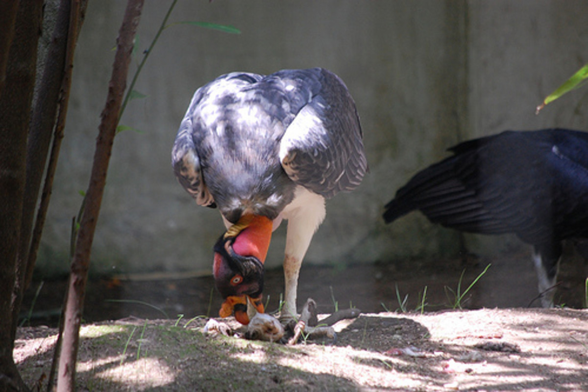 10 Amazing Predatory Birds in Action - HubPages