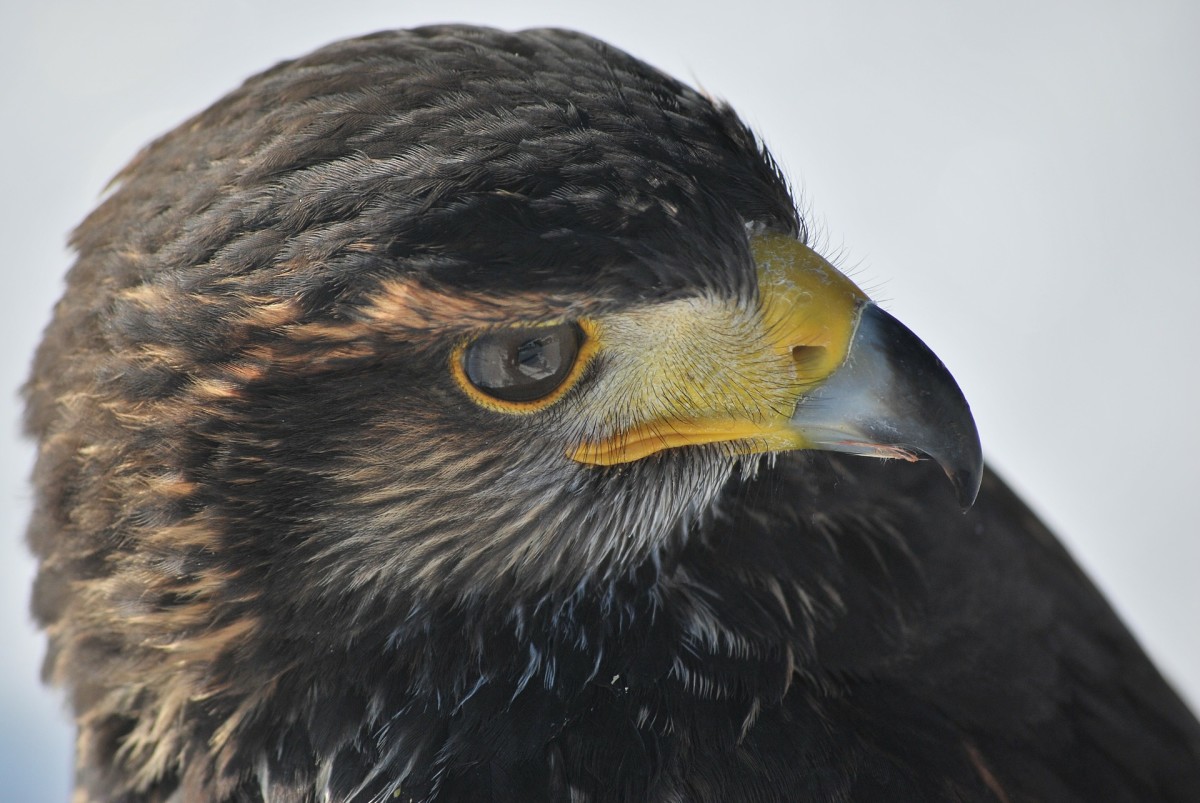 100+ Stunning Pictures of Eagles and Hawks | Eagle Photography HQ ...
