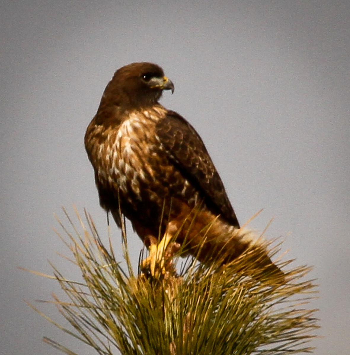 100+ Stunning Pictures of Eagles and Hawks | Eagle Photography HQ ...