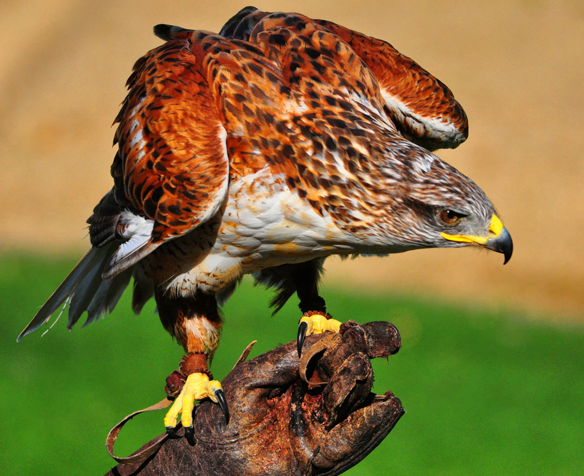 100+ Stunning Pictures of Eagles and Hawks | Eagle Photography HQ ...