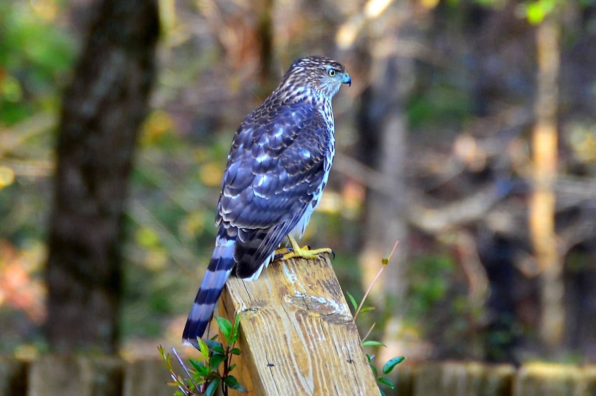 100+ Stunning Pictures of Eagles and Hawks | Eagle Photography HQ ...