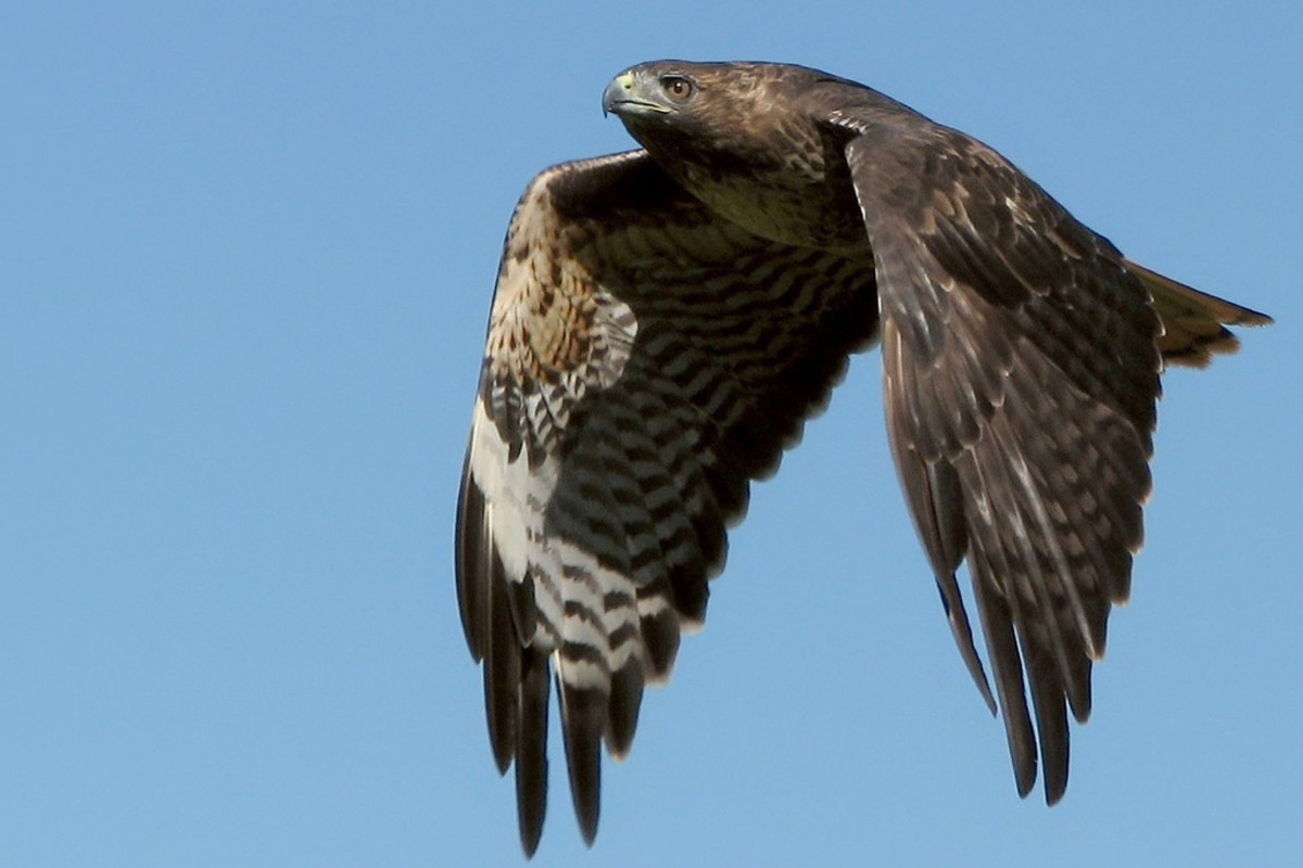 100+ Stunning Pictures of Eagles and Hawks | Eagle Photography HQ ...