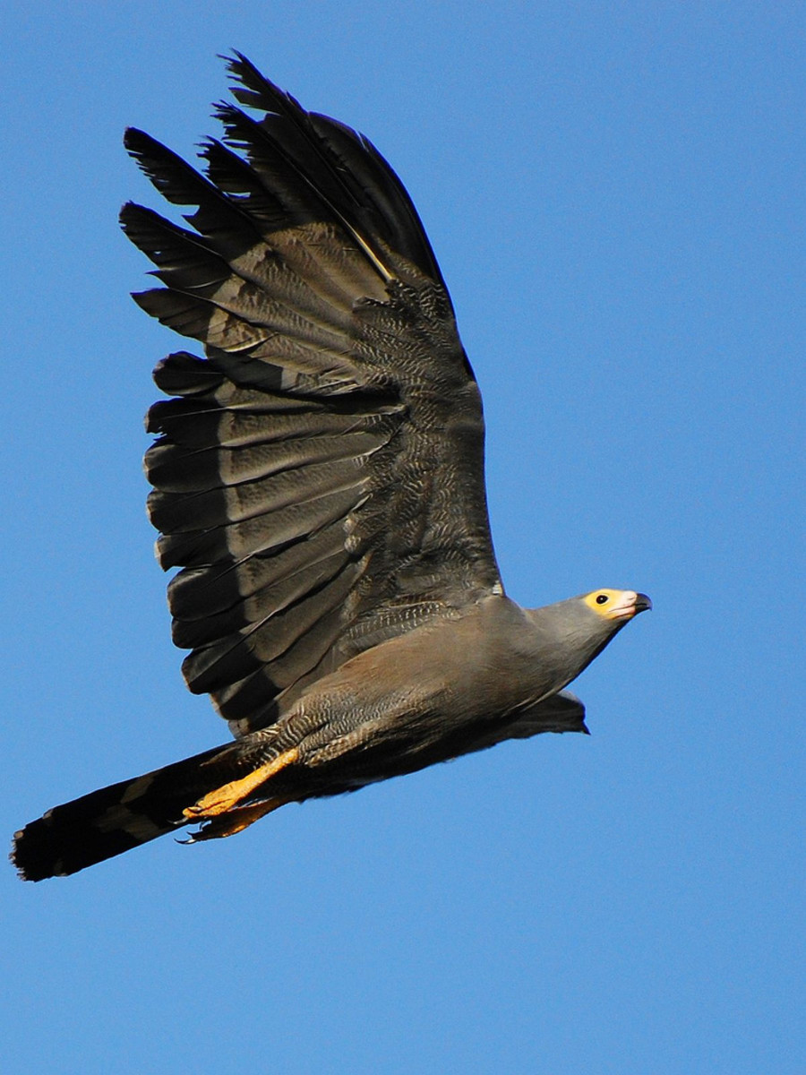 100+ Stunning Pictures of Eagles and Hawks | Eagle Photography HQ ...