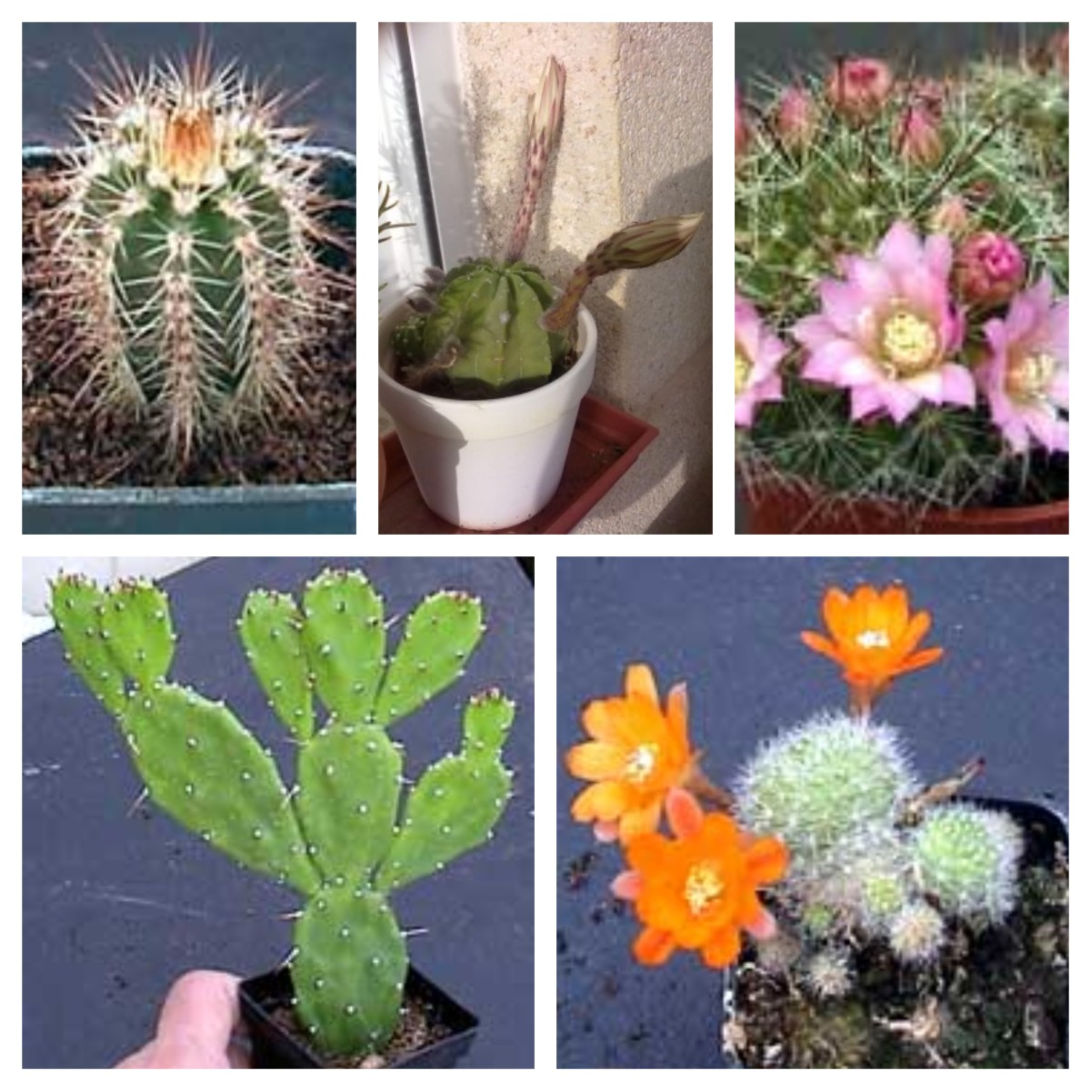 What You Need to Know About Growing Cactus VS Growing Succulents - HubPages