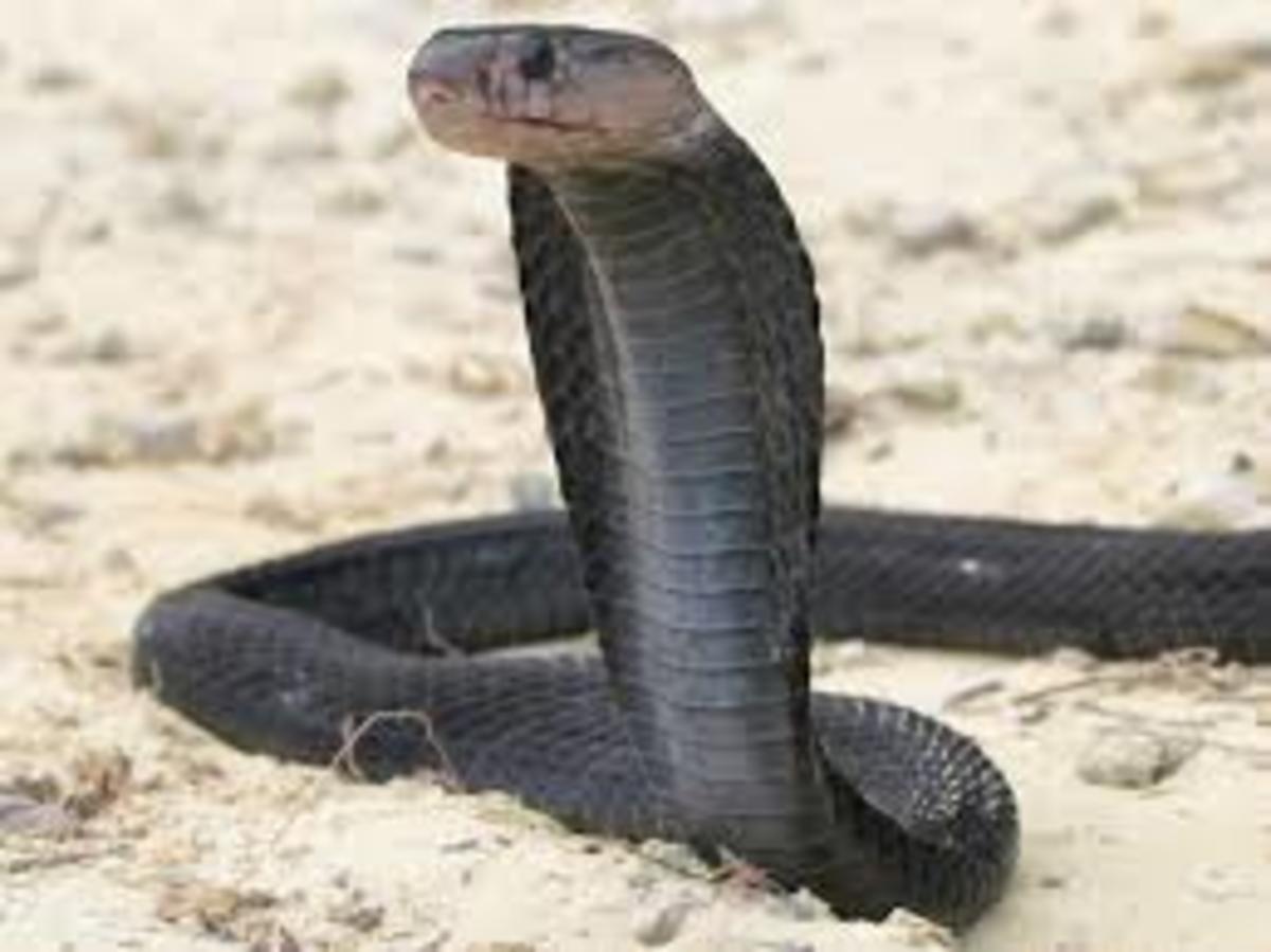 Philippines Islands Venomous Snakes and Poisonous Spiders and Other ...
