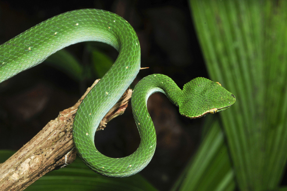 Philippines Islands Venomous Snakes and Poisonous Spiders and Other ...