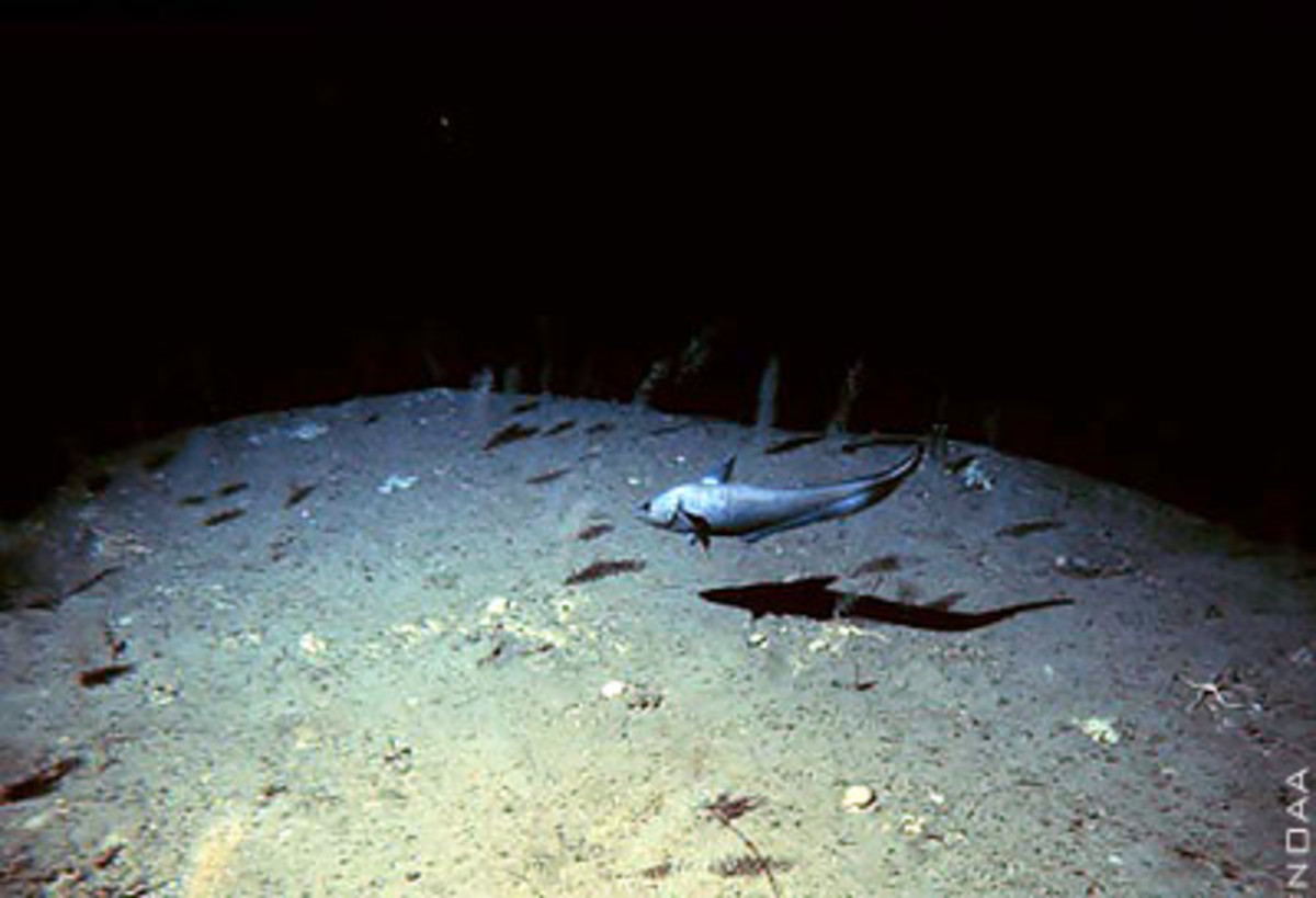 Major Subdivisions of the Ocean - HubPages