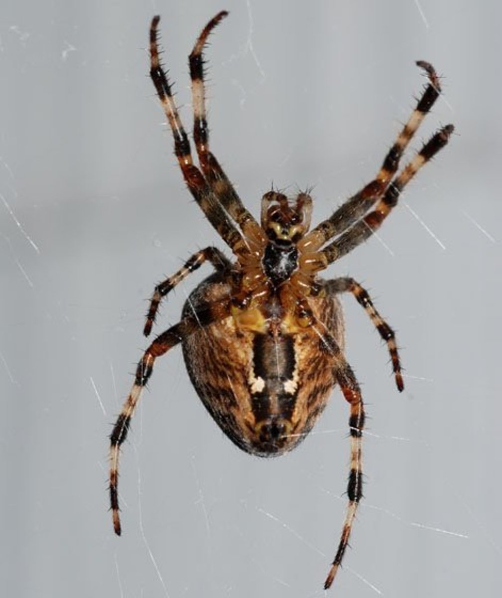 The Cross Orb Weaver or Common Garden Spider Facts - HubPages