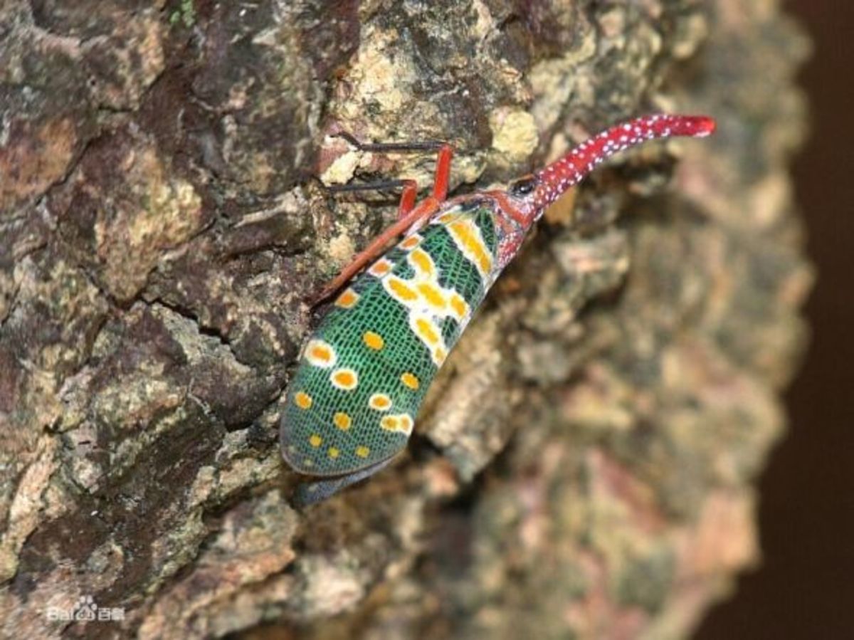 Lantern Bug Facts and Habitat: I adore Lantern Bugs - HubPages