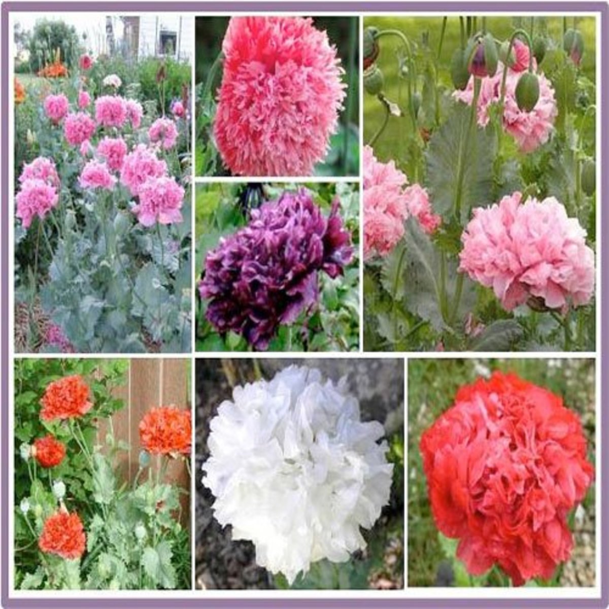 Discover Different Kinds Of Poppies - HubPages