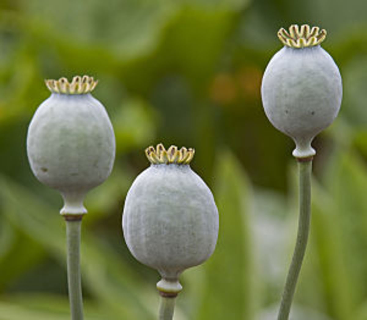 Discover Different Kinds Of Poppies - HubPages